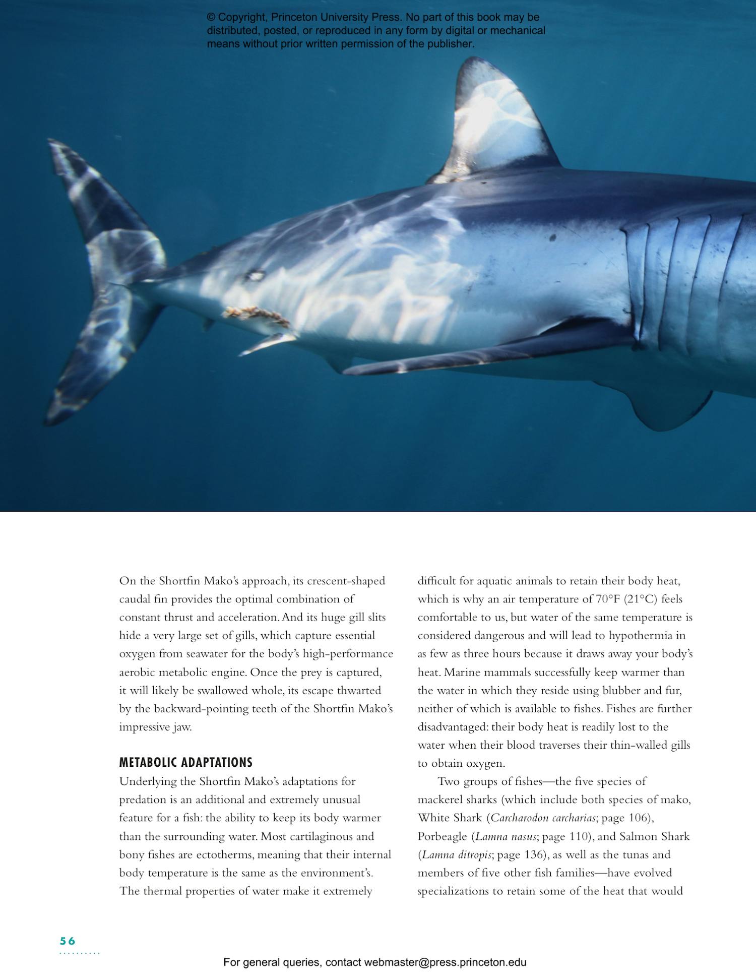 The Lives of Sharks | Princeton University Press
