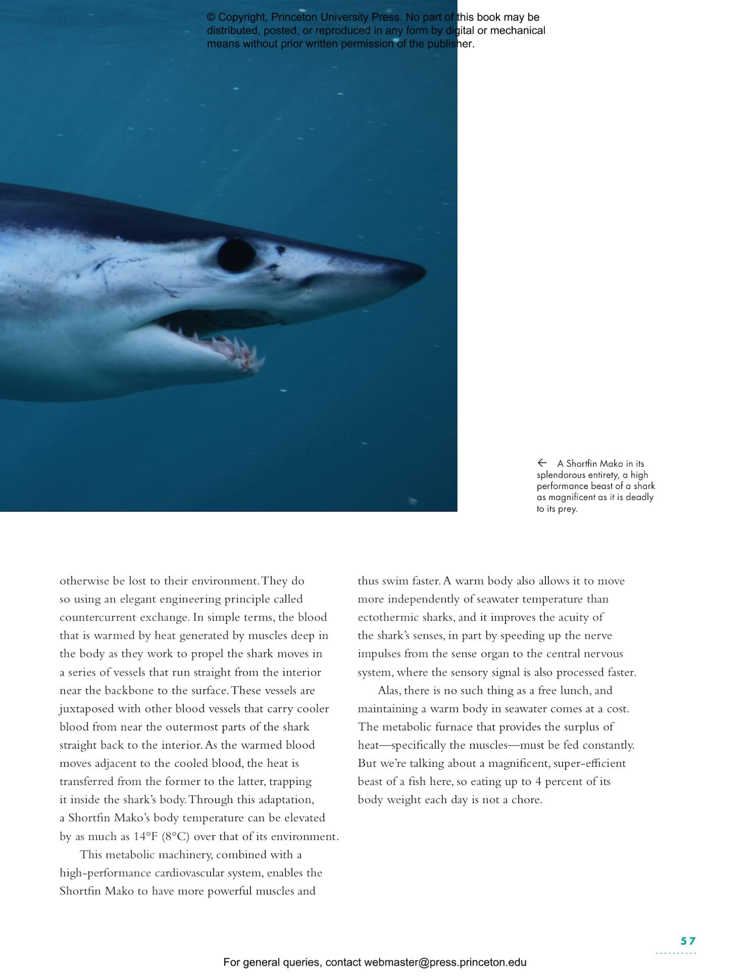The Lives of Sharks | Princeton University Press