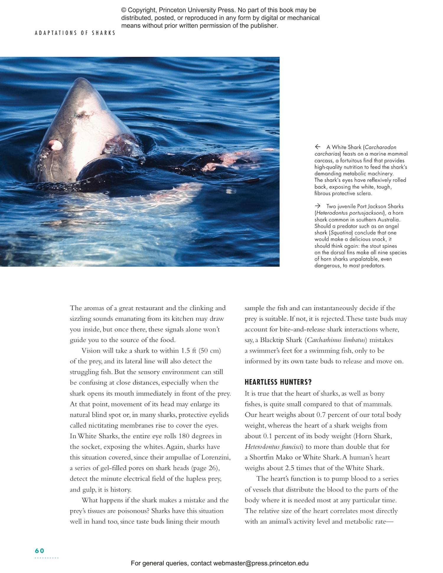The Lives of Sharks | Princeton University Press