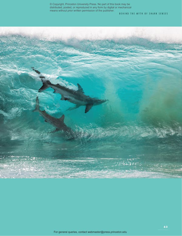 The Lives of Sharks | Princeton University Press