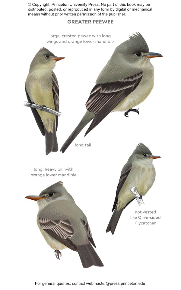 Field Guide to North American Flycatchers | Princeton University Press