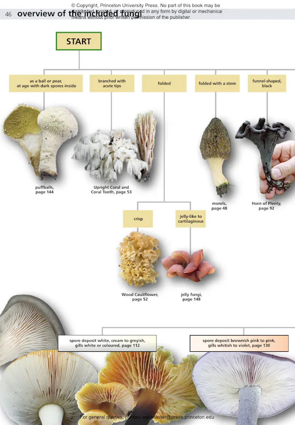 Edible Fungi of Britain and Northern Europe | Princeton University Press