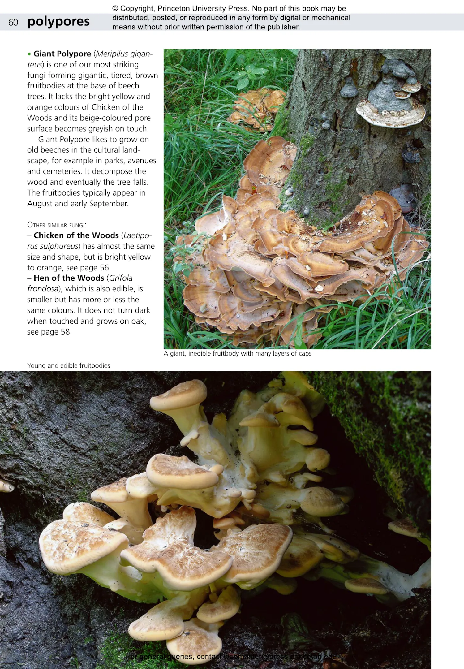 Edible Fungi of Britain and Northern Europe | Princeton University Press