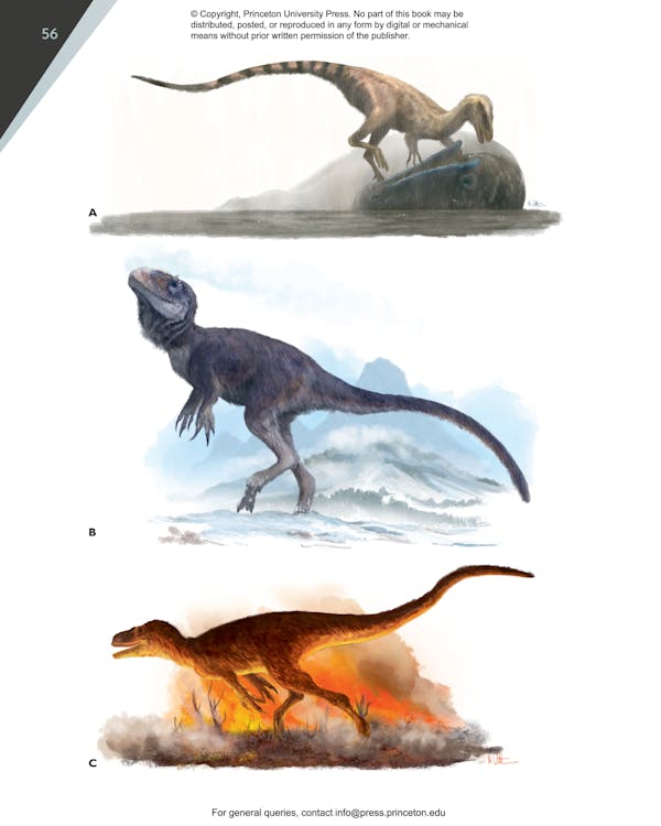 King Tyrant | Princeton University Press