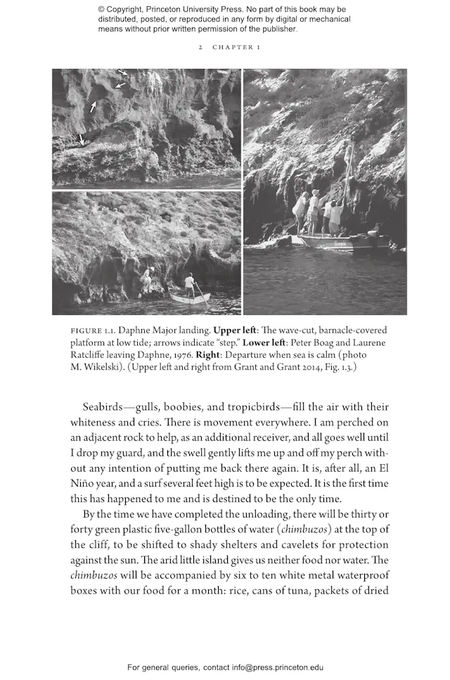 Enchanted by Daphne | Princeton University Press