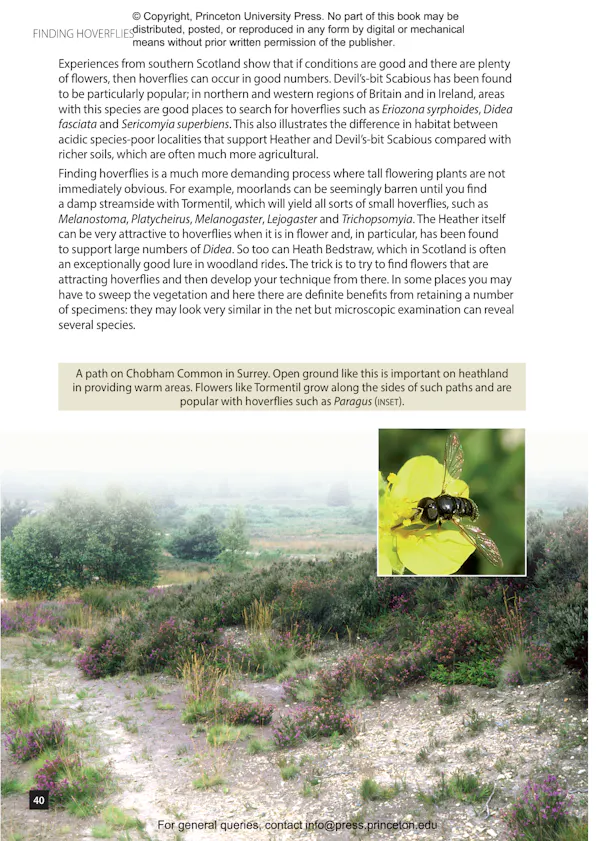 Hoverflies of Britain and Ireland | Princeton University Press