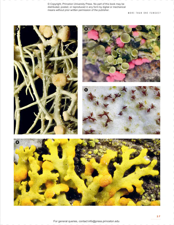 The Lives of Lichens | Princeton University Press