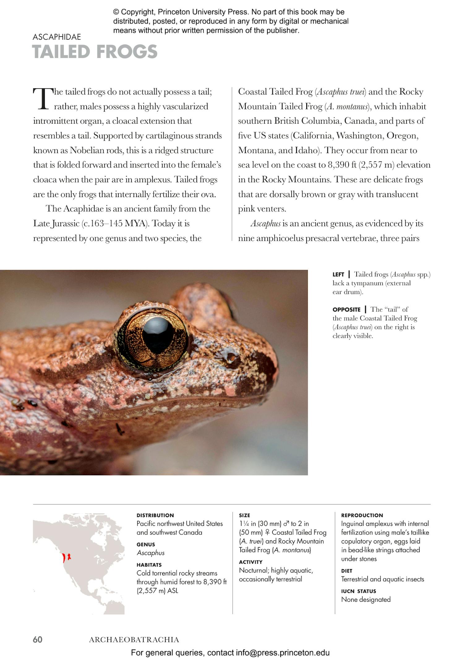 Frogs of the World | Princeton University Press