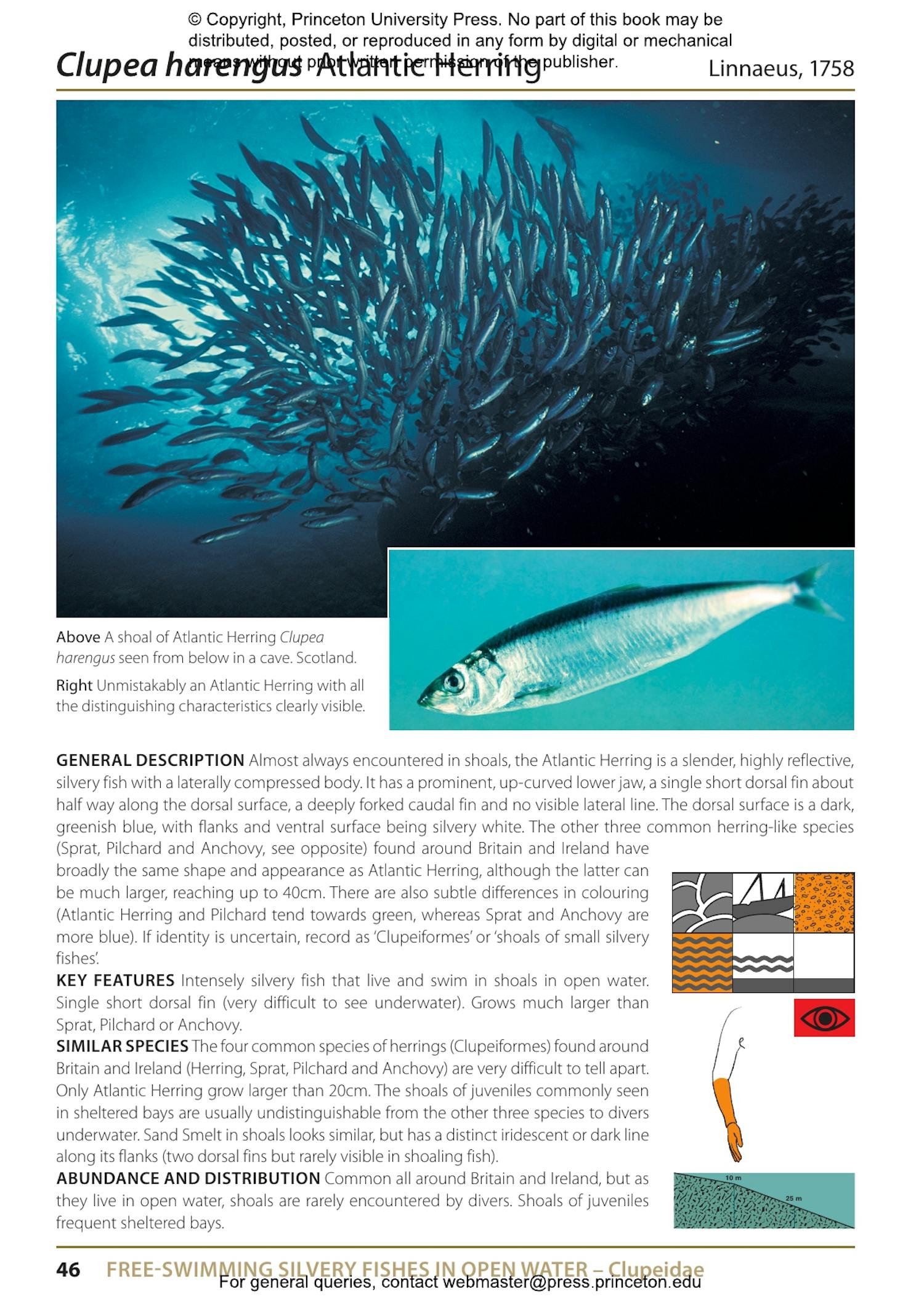 Inshore Fishes of Britain and Ireland | Princeton University Press