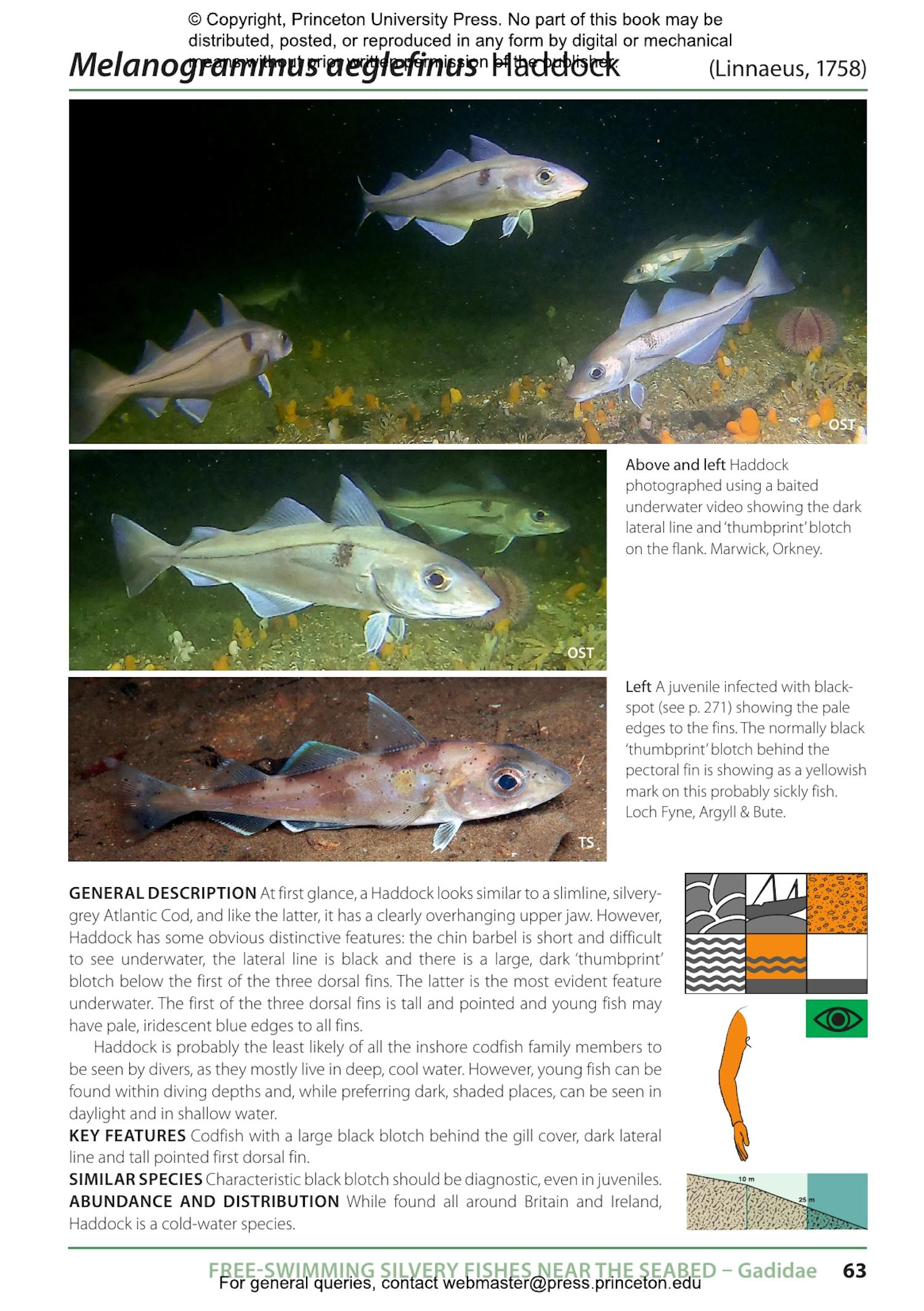 Inshore Fishes of Britain and Ireland | Princeton University Press