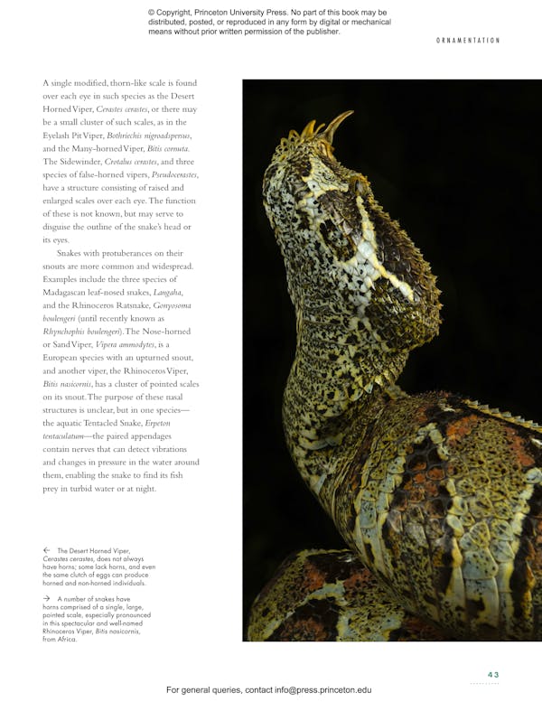 The Lives of Snakes | Princeton University Press