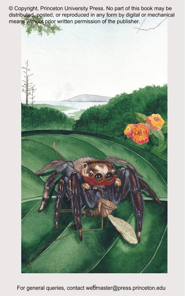 The Little Book of Spiders | Princeton University Press