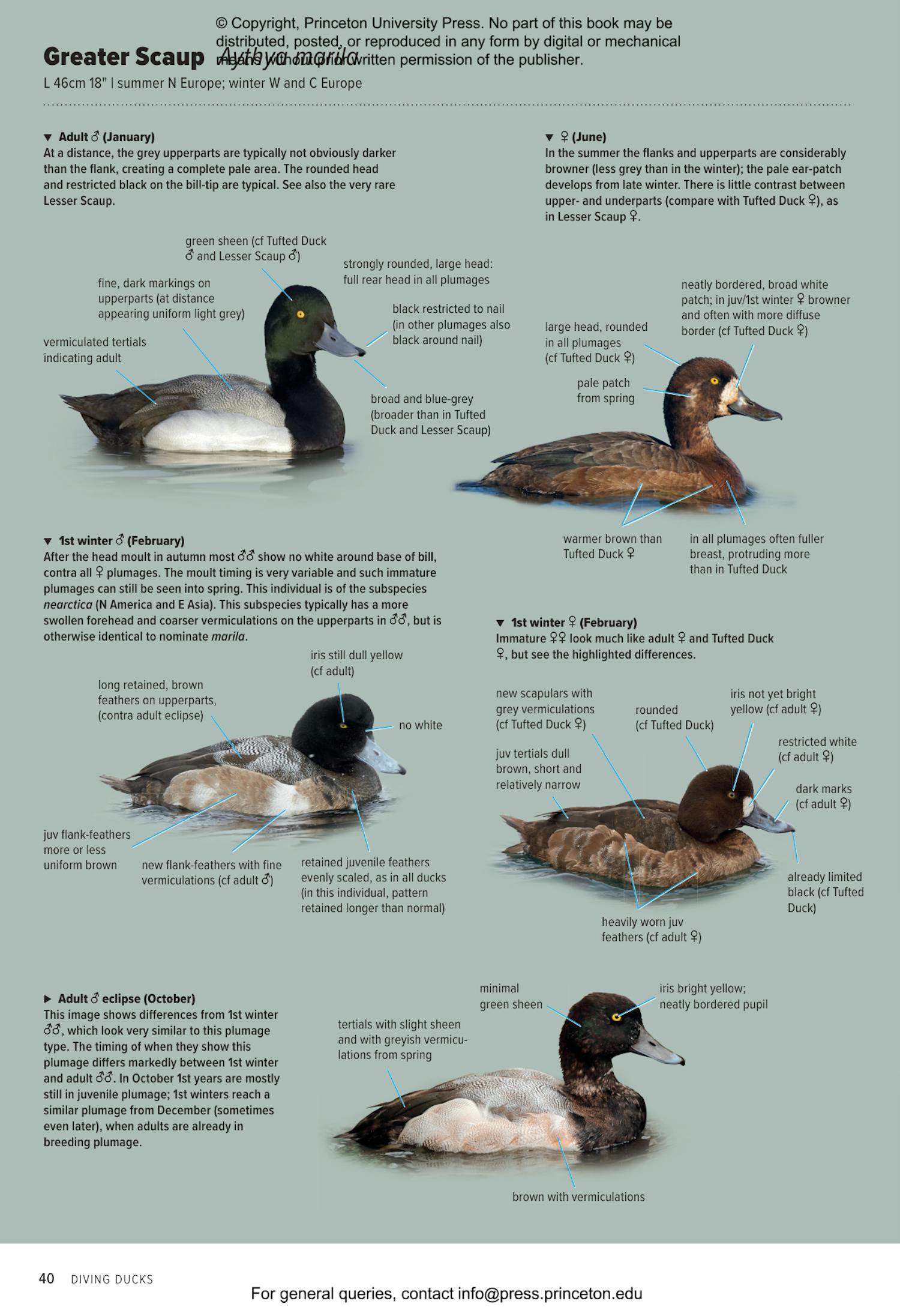 ID Handbook of European Birds | Princeton University Press