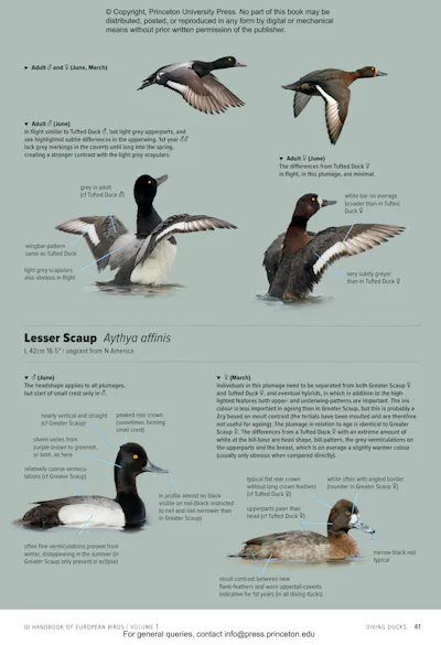 ID Handbook of European Birds | Princeton University Press