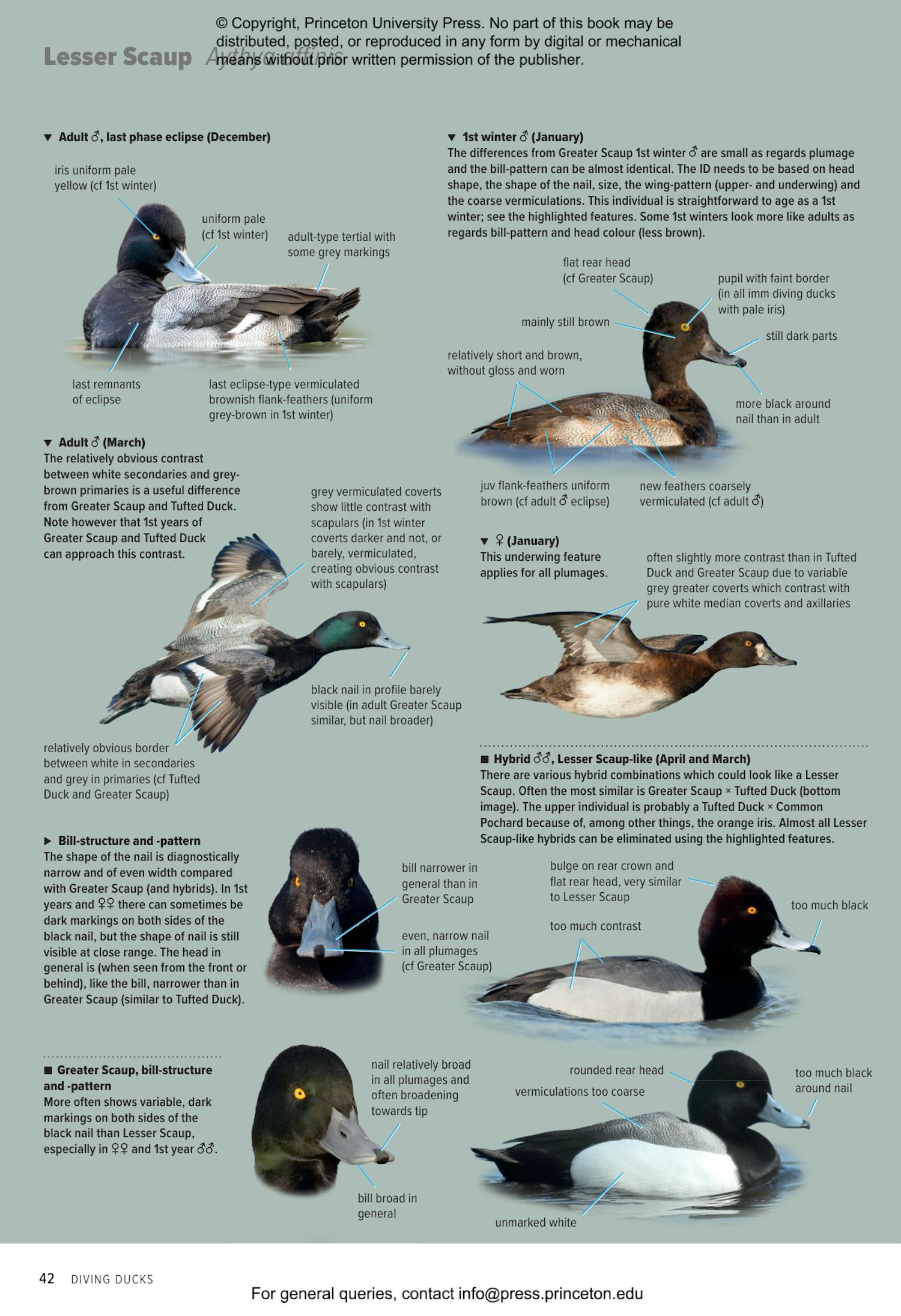 ID Handbook of European Birds | Princeton University Press