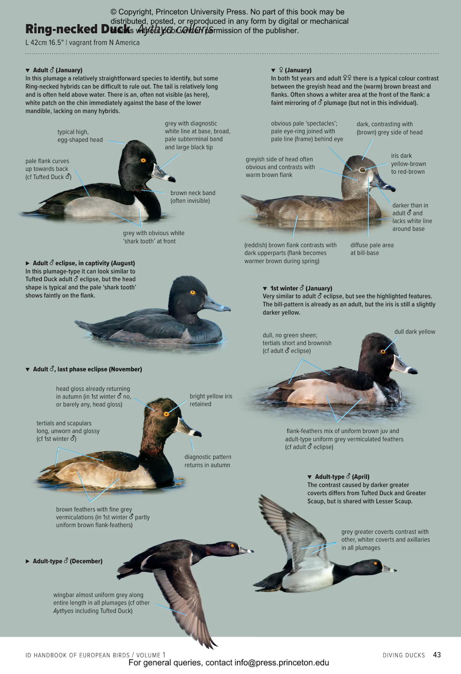 ID Handbook of European Birds | Princeton University Press