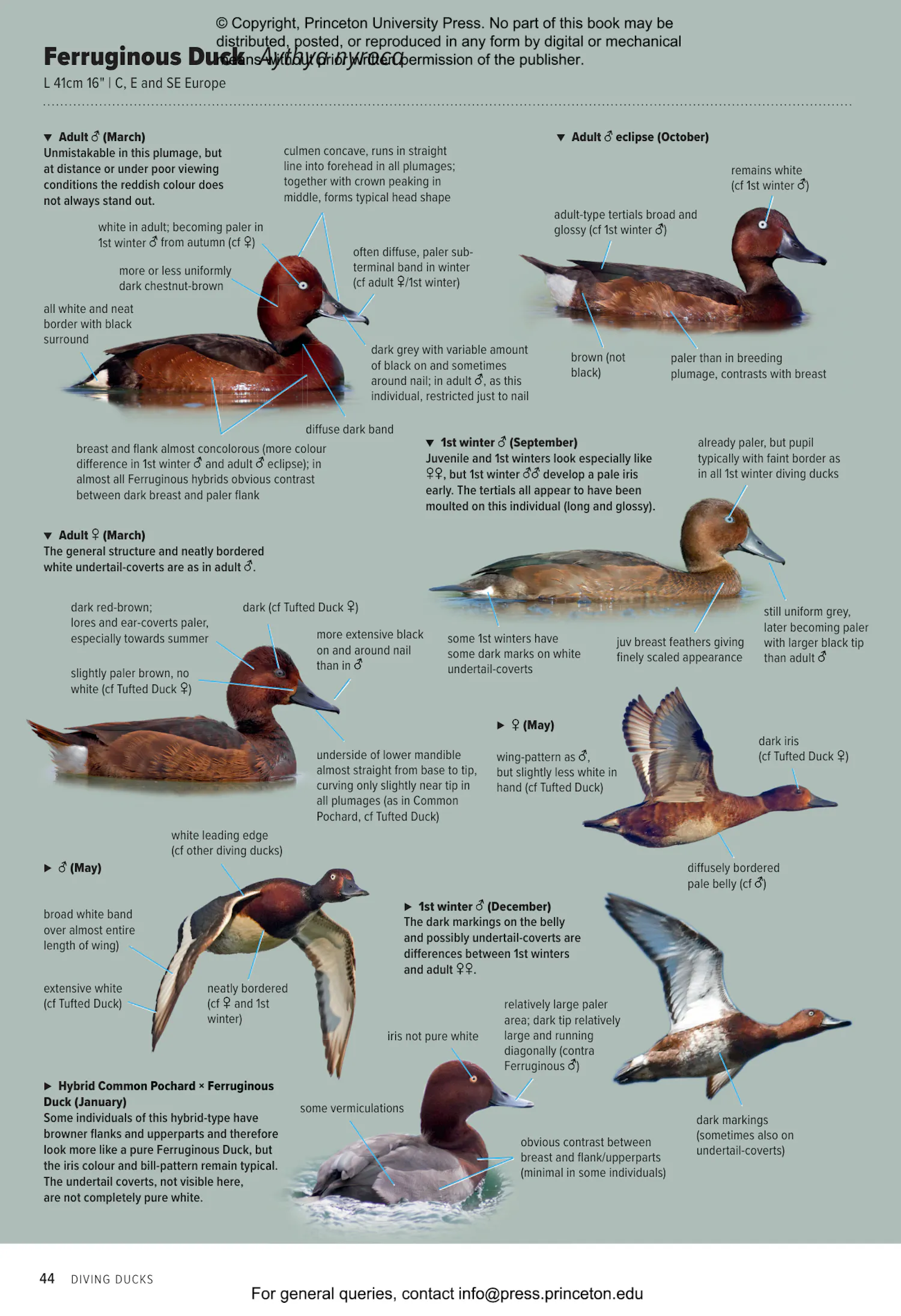 ID Handbook of European Birds | Princeton University Press