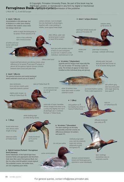 ID Handbook of European Birds | Princeton University Press