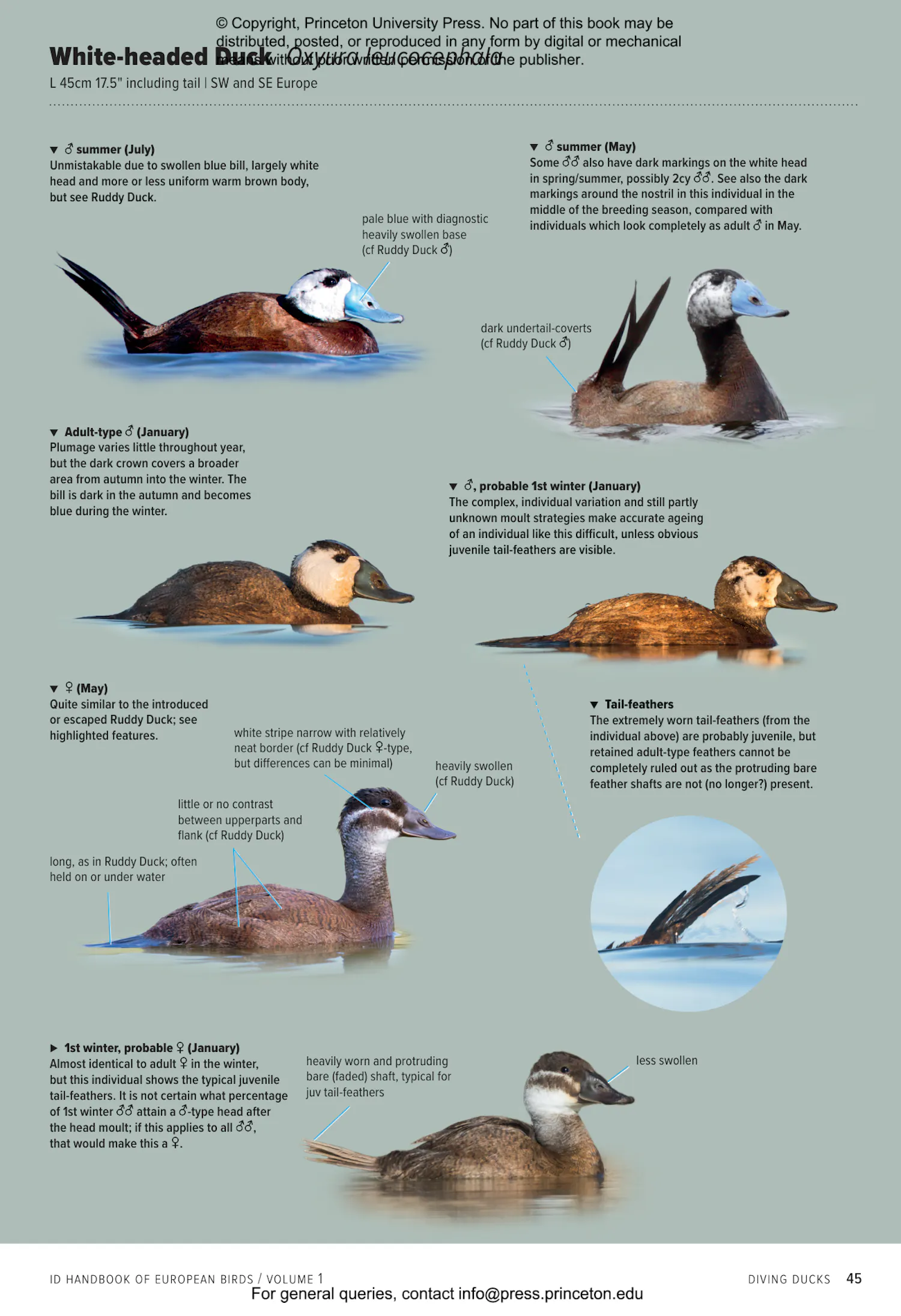 ID Handbook of European Birds | Princeton University Press