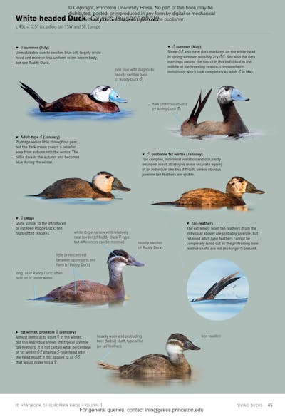 ID Handbook of European Birds | Princeton University Press