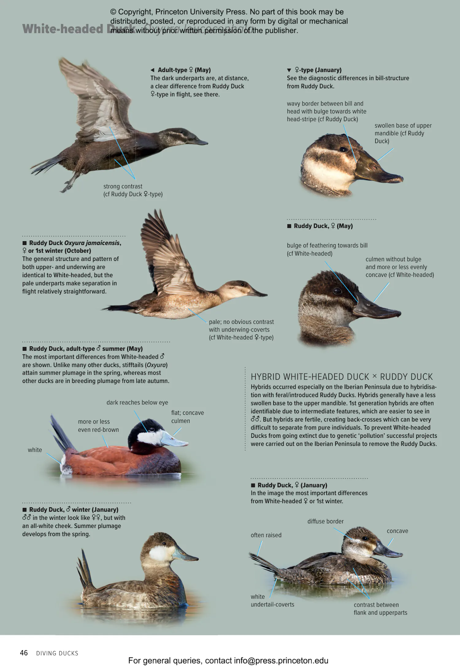 ID Handbook of European Birds | Princeton University Press