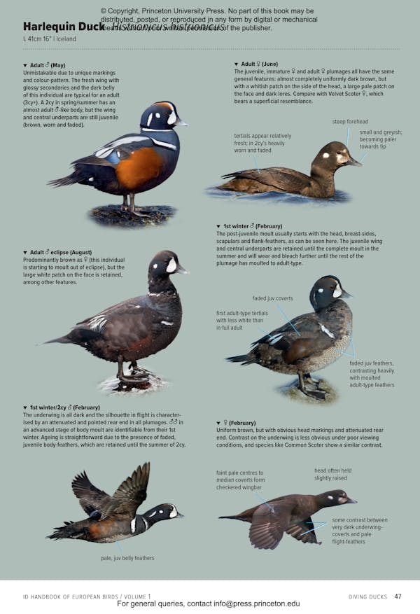 ID Handbook of European Birds | Princeton University Press