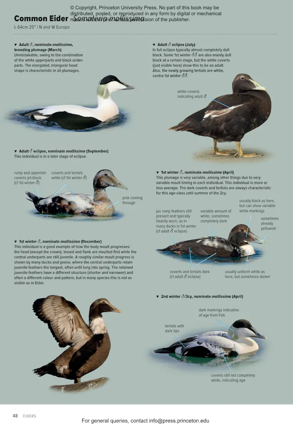 ID Handbook of European Birds | Princeton University Press