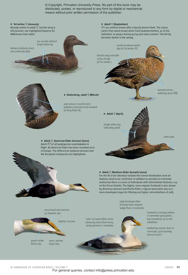 ID Handbook of European Birds | Princeton University Press