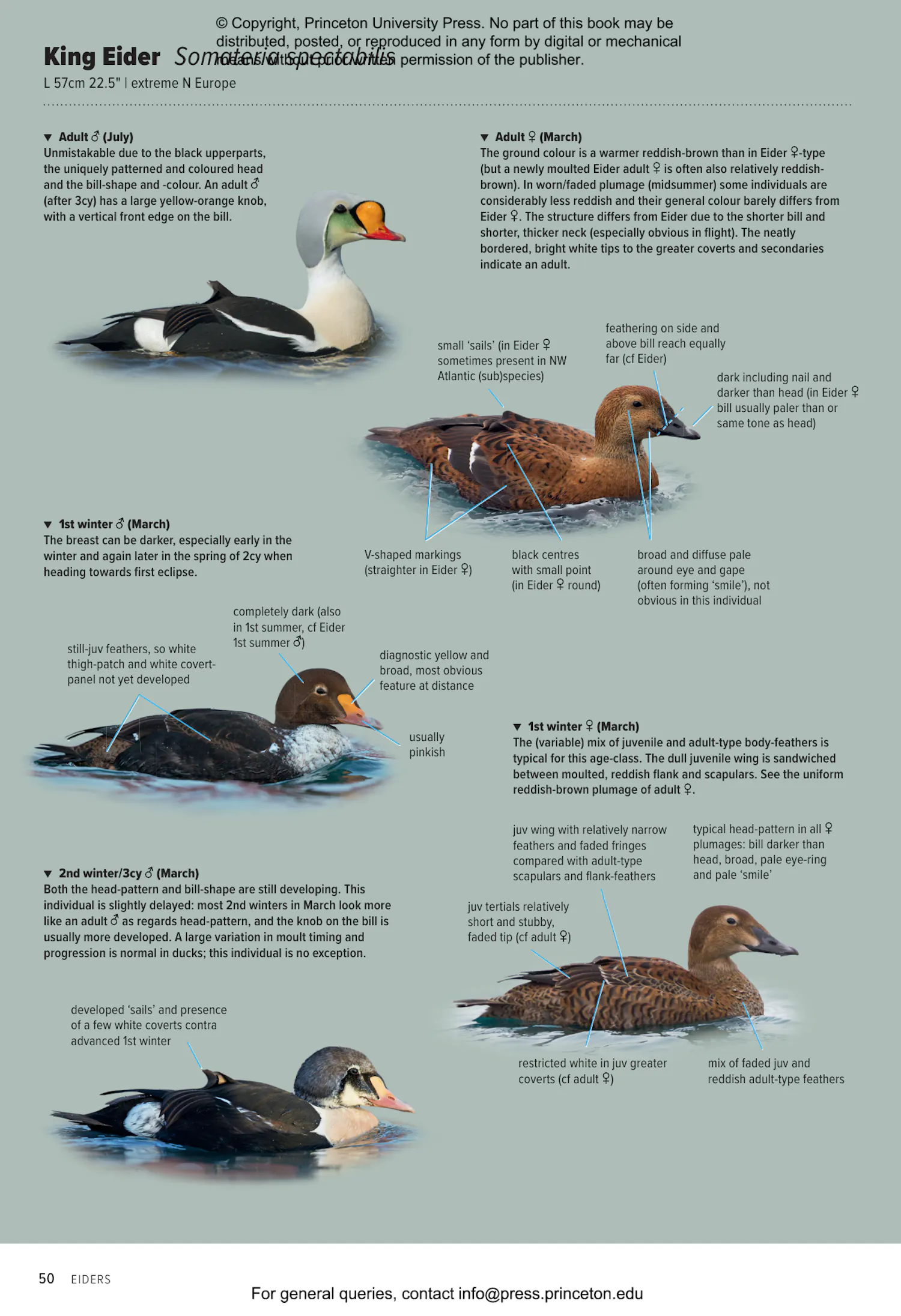 ID Handbook of European Birds | Princeton University Press