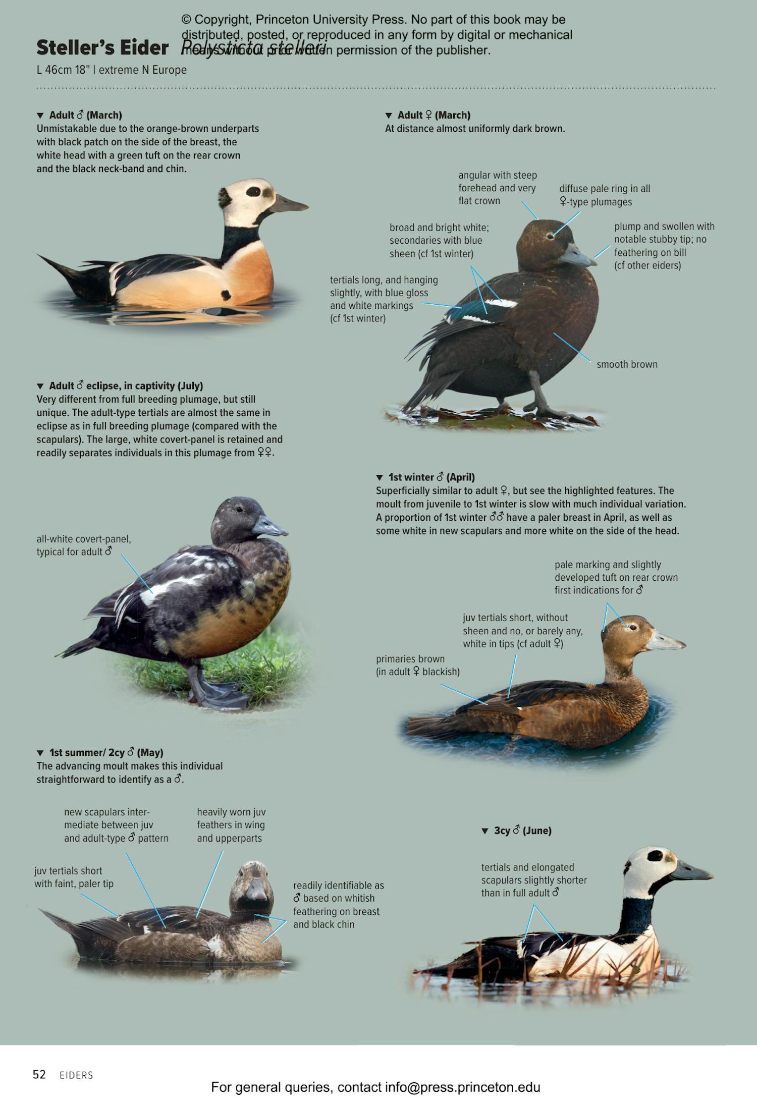 ID Handbook of European Birds | Princeton University Press