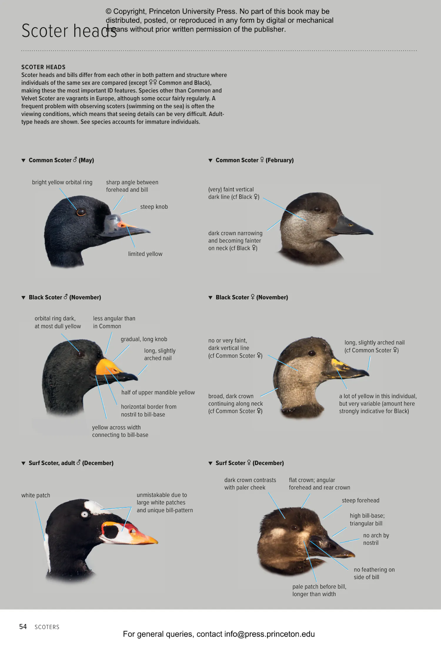 ID Handbook of European Birds | Princeton University Press