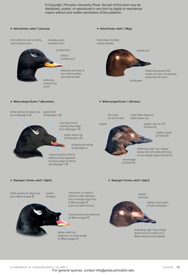 ID Handbook of European Birds | Princeton University Press