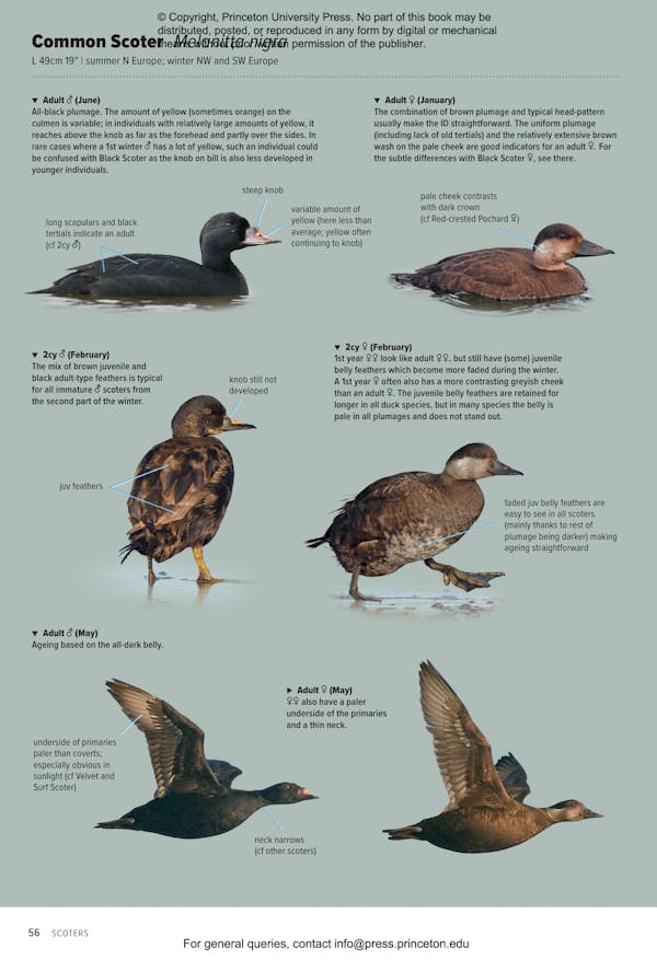 ID Handbook of European Birds | Princeton University Press