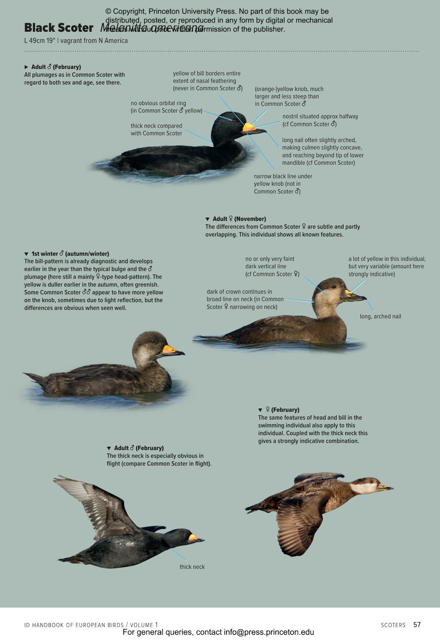 ID Handbook of European Birds | Princeton University Press