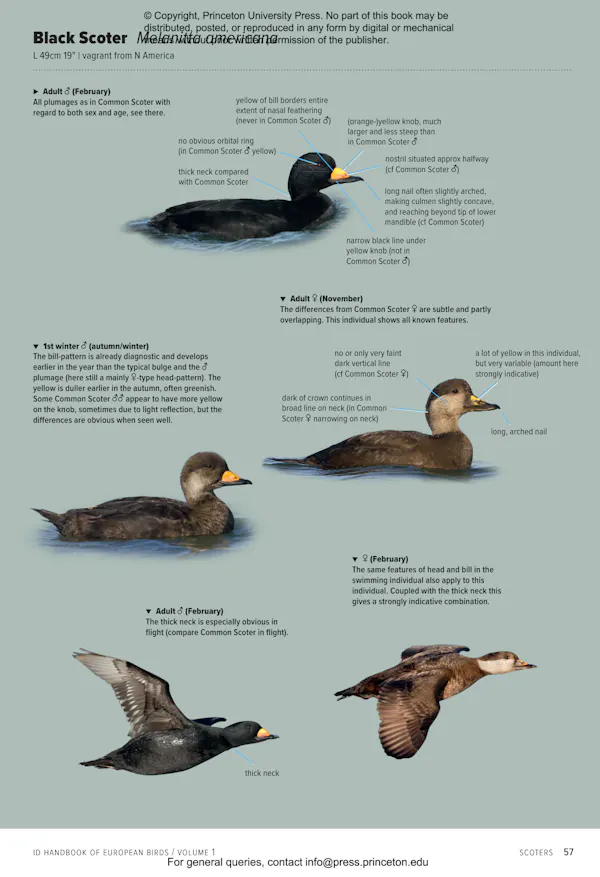 ID Handbook of European Birds | Princeton University Press
