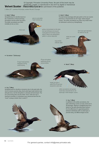 ID Handbook of European Birds | Princeton University Press