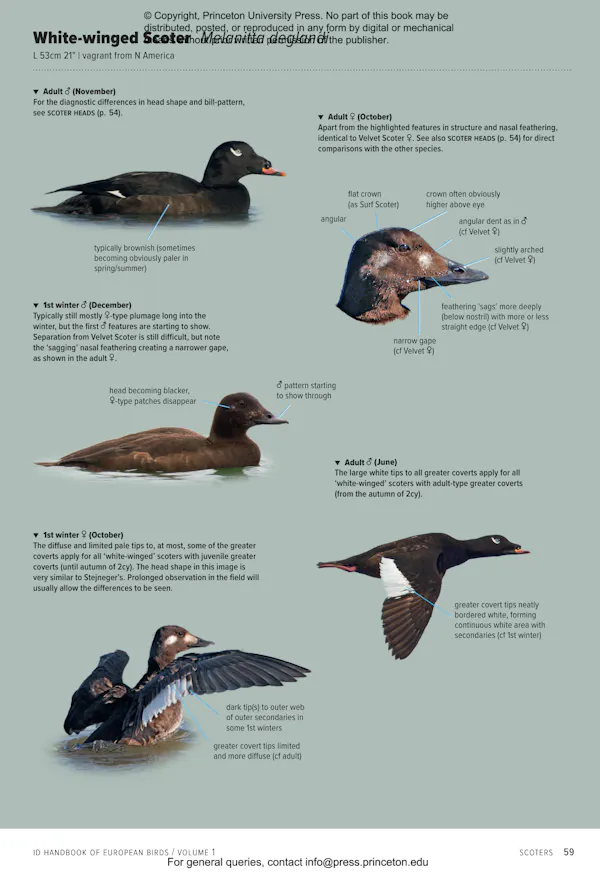 ID Handbook of European Birds | Princeton University Press