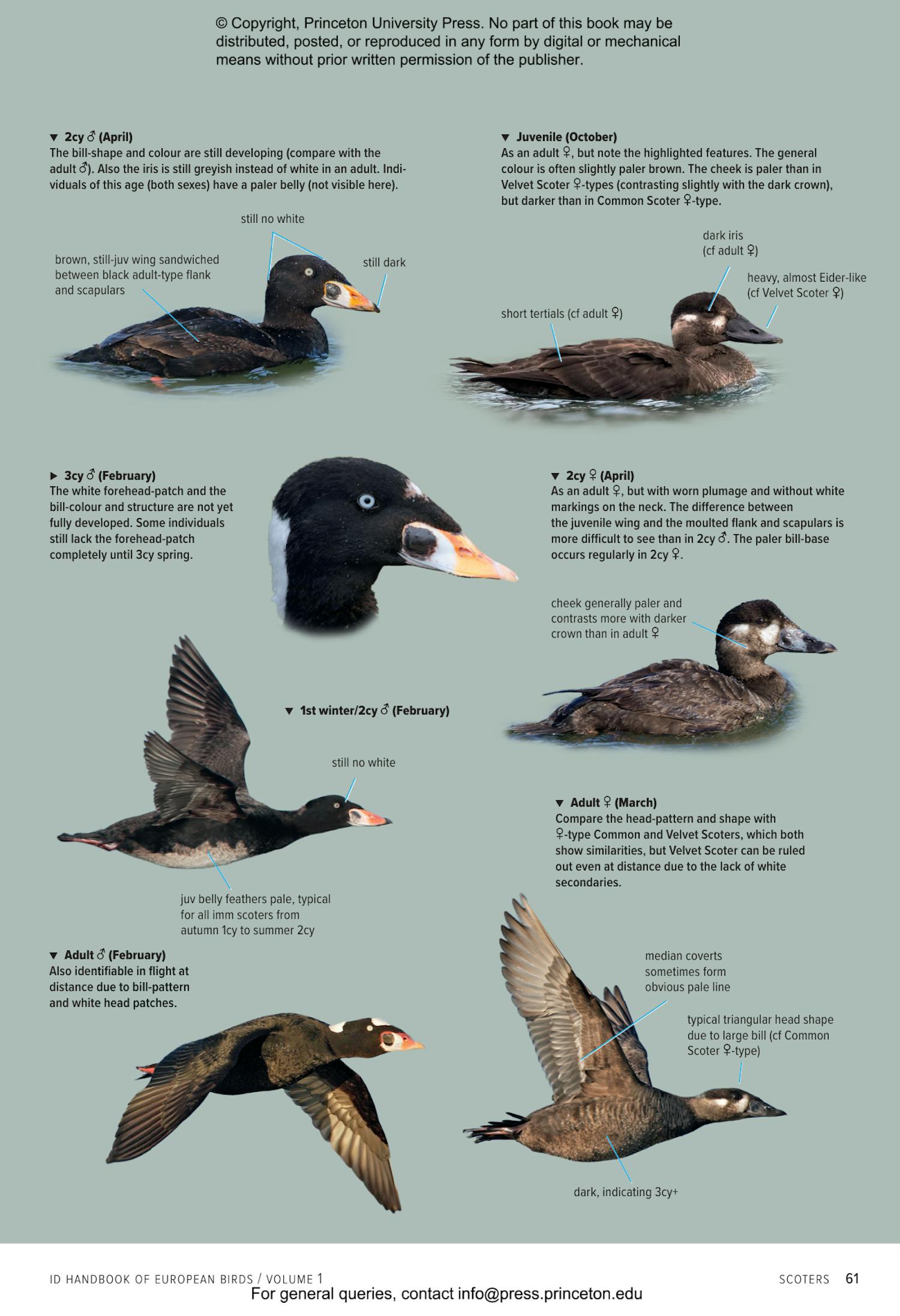 ID Handbook of European Birds | Princeton University Press