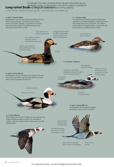 ID Handbook of European Birds | Princeton University Press