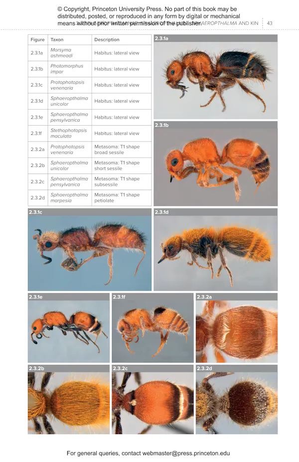 Velvet Ants of North America | Princeton University Press