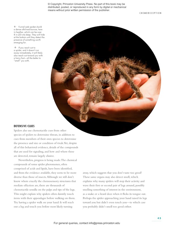 The Lives of Spiders | Princeton University Press