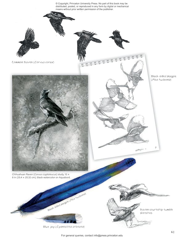 Drawing Nature | Princeton University Press