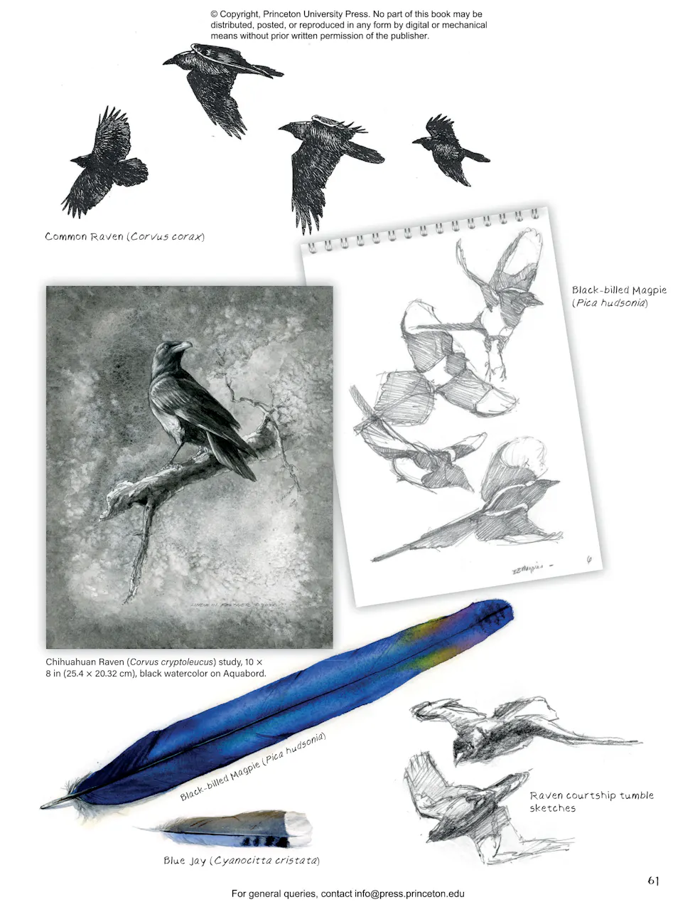 Drawing Nature | Princeton University Press
