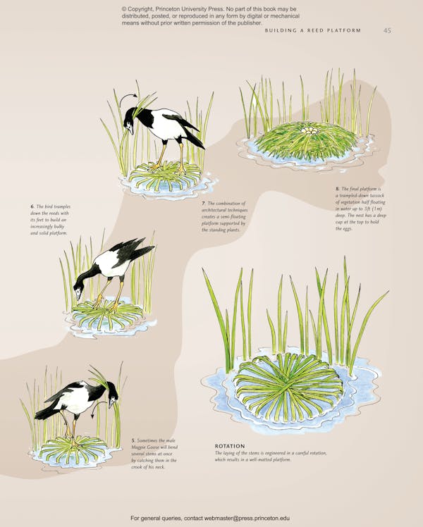 Avian Architecture Revised and Expanded Edition | Princeton University ...