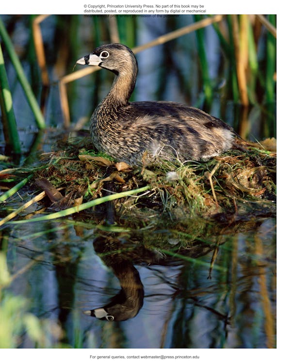 Avian Architecture Revised and Expanded Edition | Princeton University ...