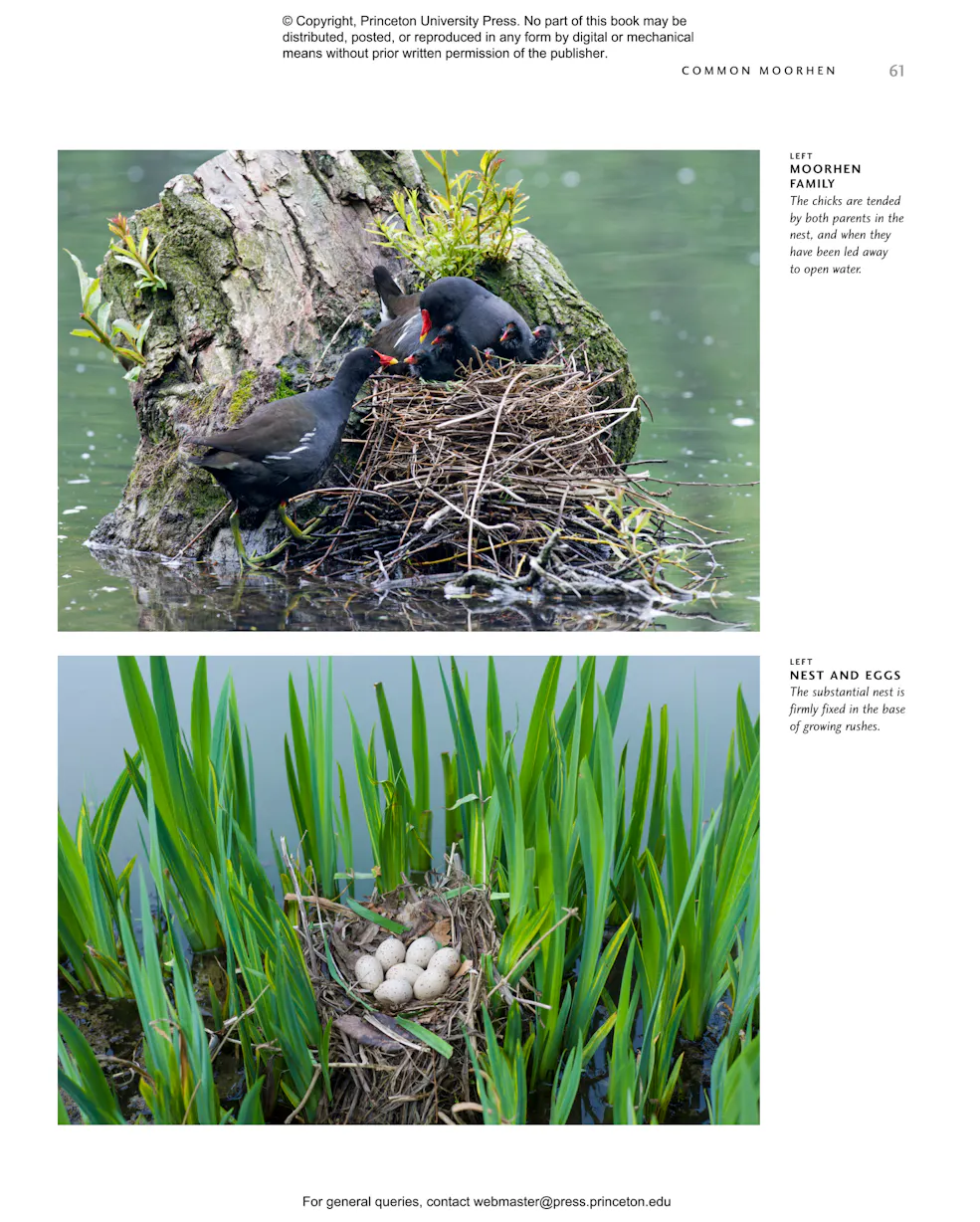Avian Architecture, Revised and Expanded Edition | Princeton University ...