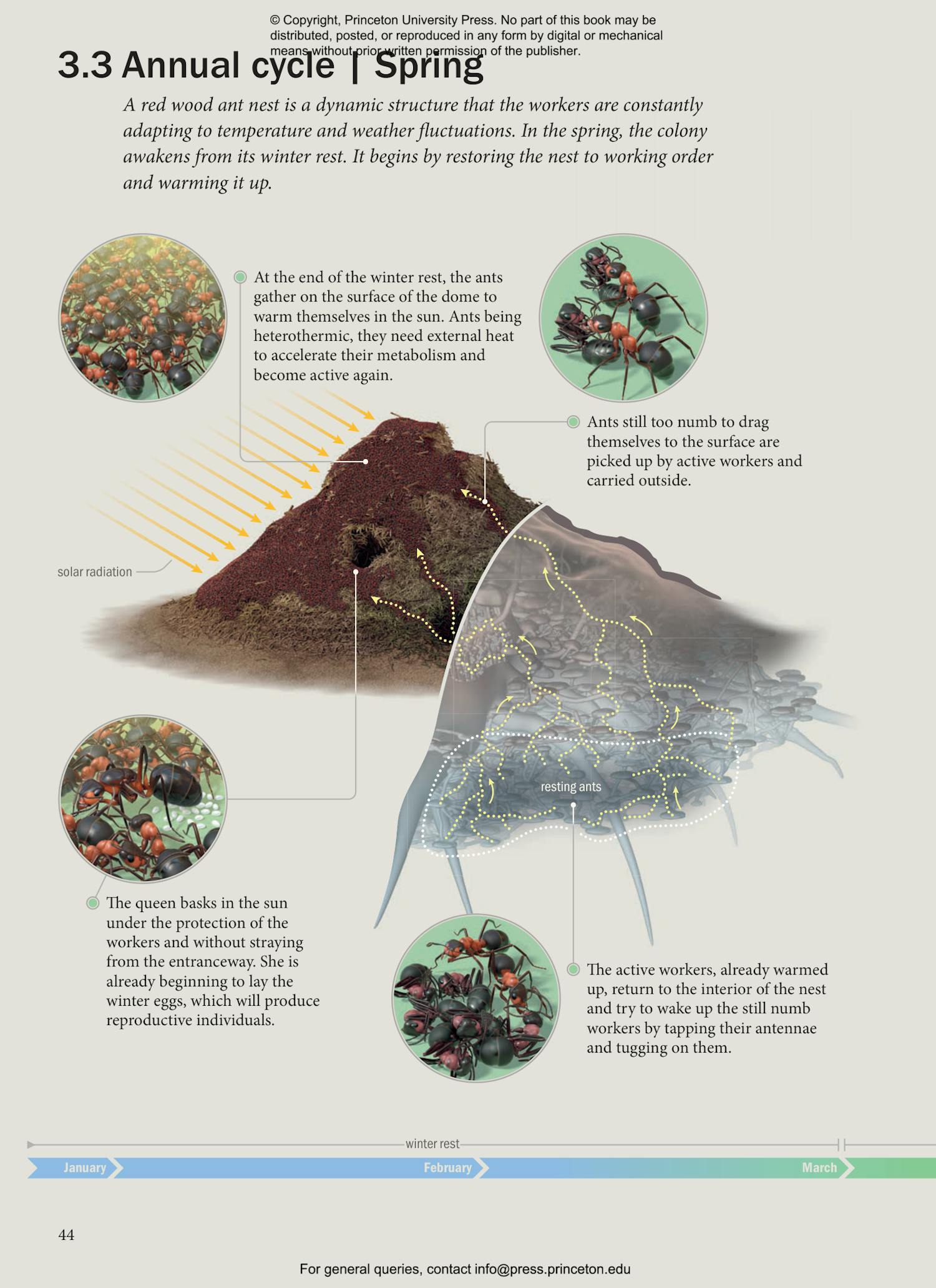 The Ant Collective | Princeton University Press