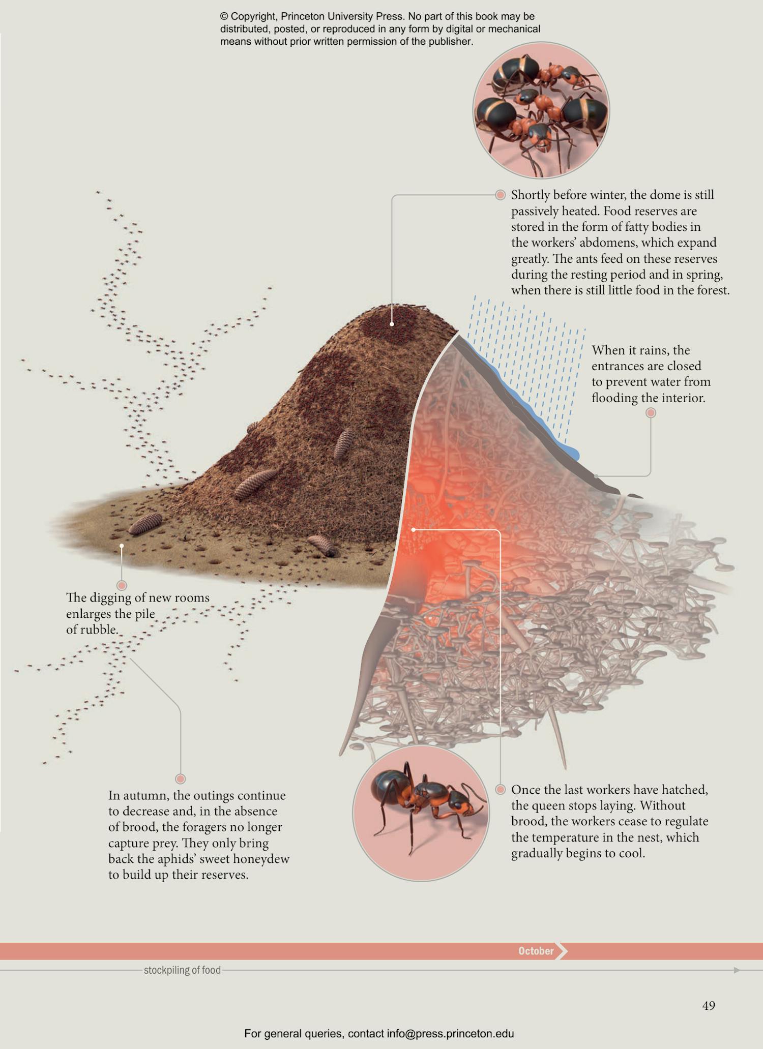 The Ant Collective | Princeton University Press