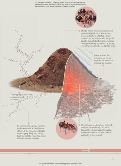 The Ant Collective | Princeton University Press