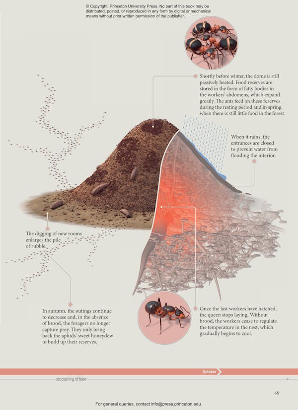 The Ant Collective | Princeton University Press
